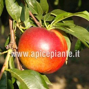 PEACH TREE Prunus persica (rosaceae) : Nectarine tree Fantasia