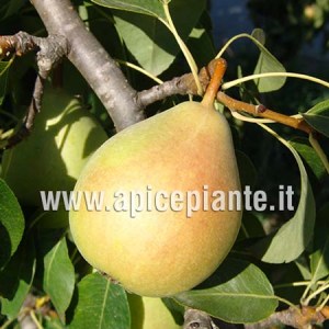 PERO Pirus communis (rosaceae) : Pero Precoce Morettini