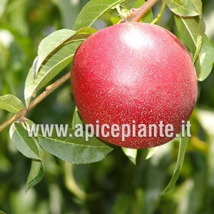 PEACH TREE Prunus persica (rosaceae) : Nectarine tree Stark Red Gold
