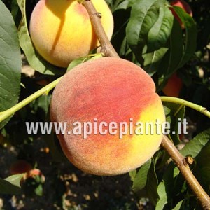 PESCO Prunus persica (rosaceae) : Pesco Cal Red