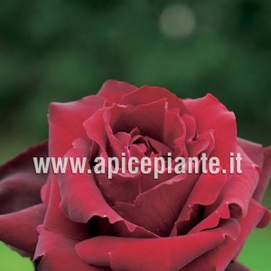 ROSE : Rosa grandiflora rifiorente ROSSO RUBINO