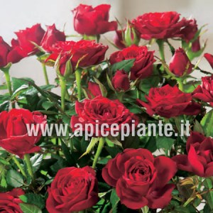 ROSE : rosa miniatura rifiorente SCARLET