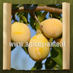 PRUNUL Prunus domestica (rosaceae) : Prunul “Coscia di Monaco”