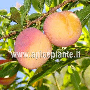 SUSINO Prunus domestica (rosaceae)